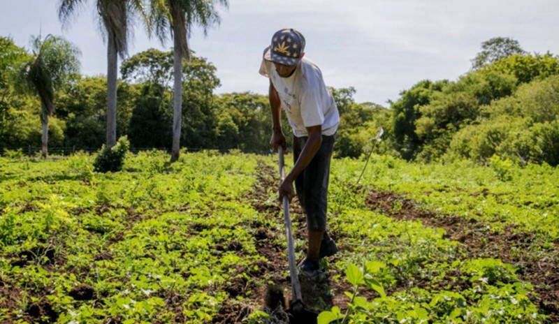 Plantas bem cuidadas alimentam melhor e ajudam o clima, diz movimento