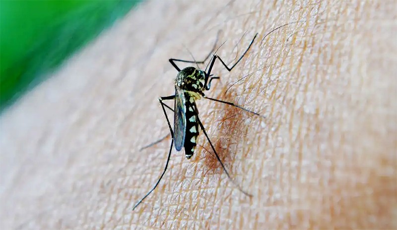 Brasil ultrapassa meio milhão de casos prováveis de dengue Brasil ultrapassa meio milhão de casos prováveis de dengue