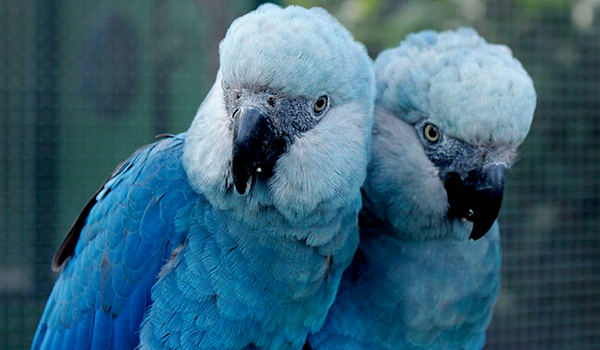 Depois de mais de 20 anos, ararinha-azul volta aos céus da caatinga
