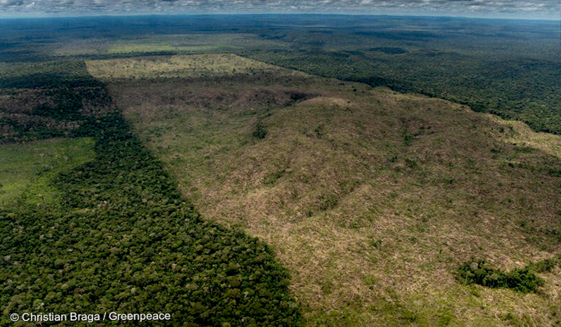 Desmatamento da Amazônia chega a quase 10 mil km² de janeiro a outubro ...